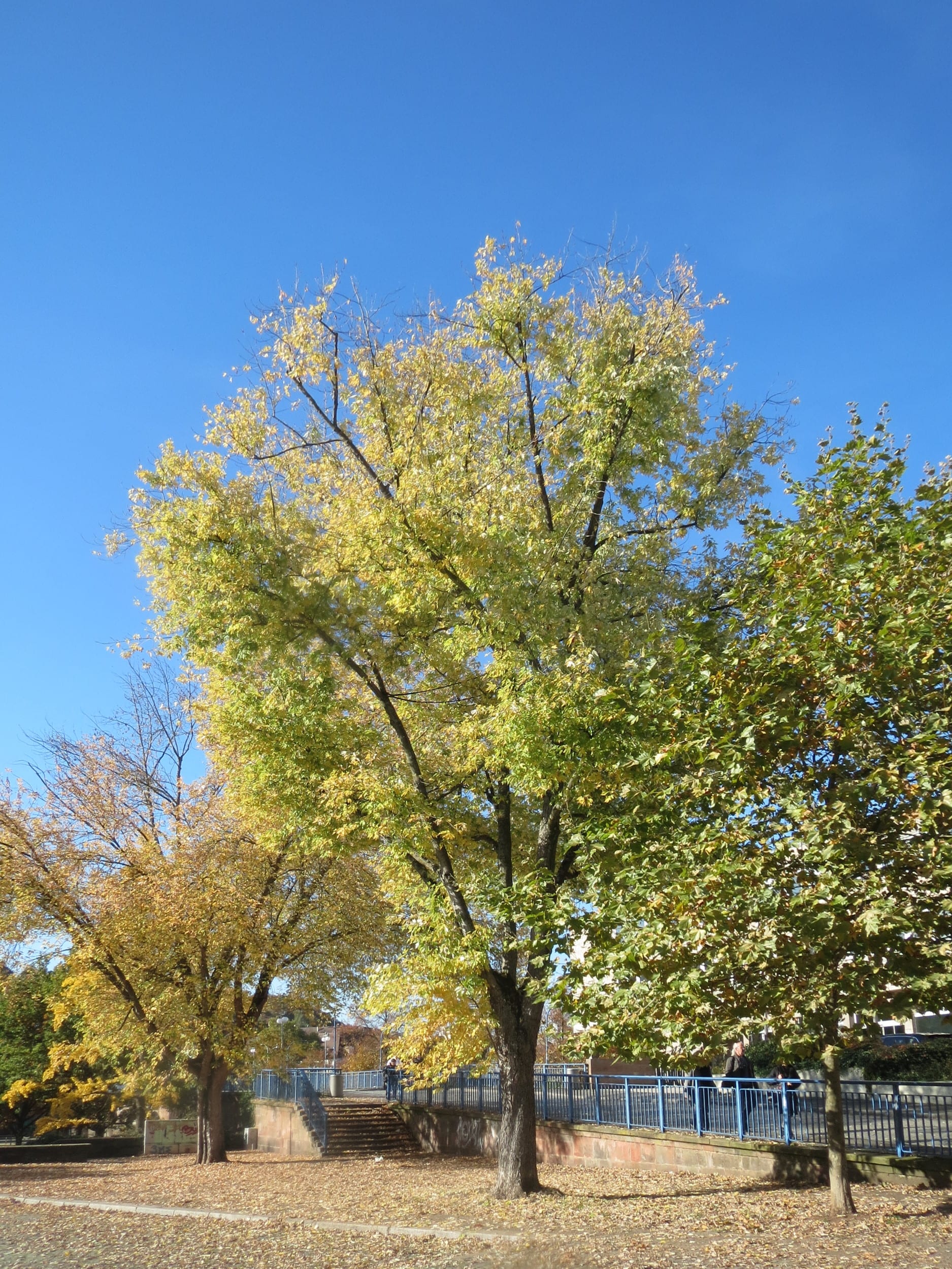 Silver Maple: Nuisance Tree or Landscaper's Dream? - Dengarden