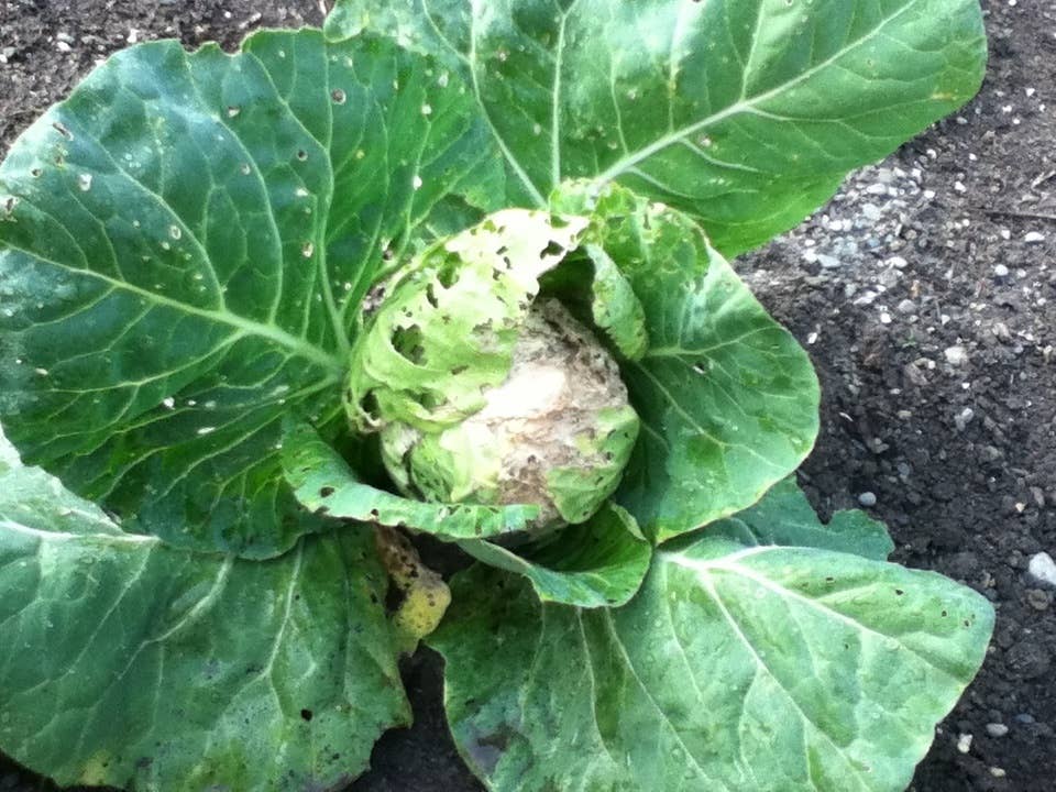 Natural Ways to Control Cabbage Worms - Dengarden