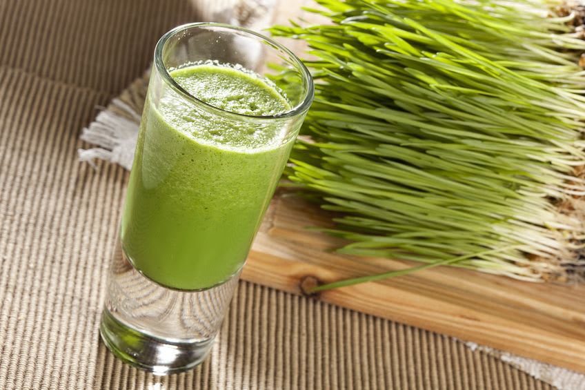 How to Grow Wheatgrass at Home - Dengarden