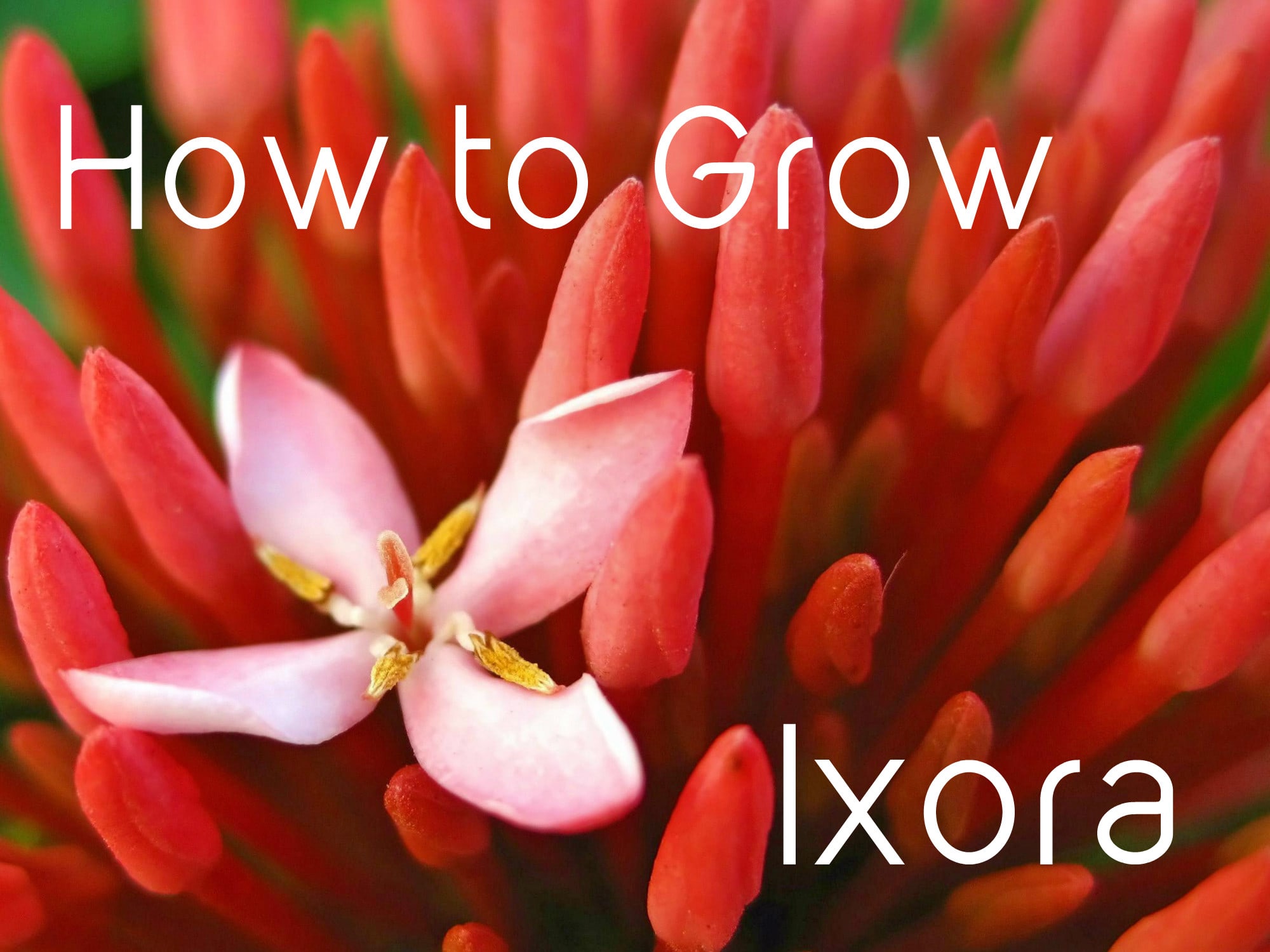 Ixora Facts and Growing Tips - Dengarden