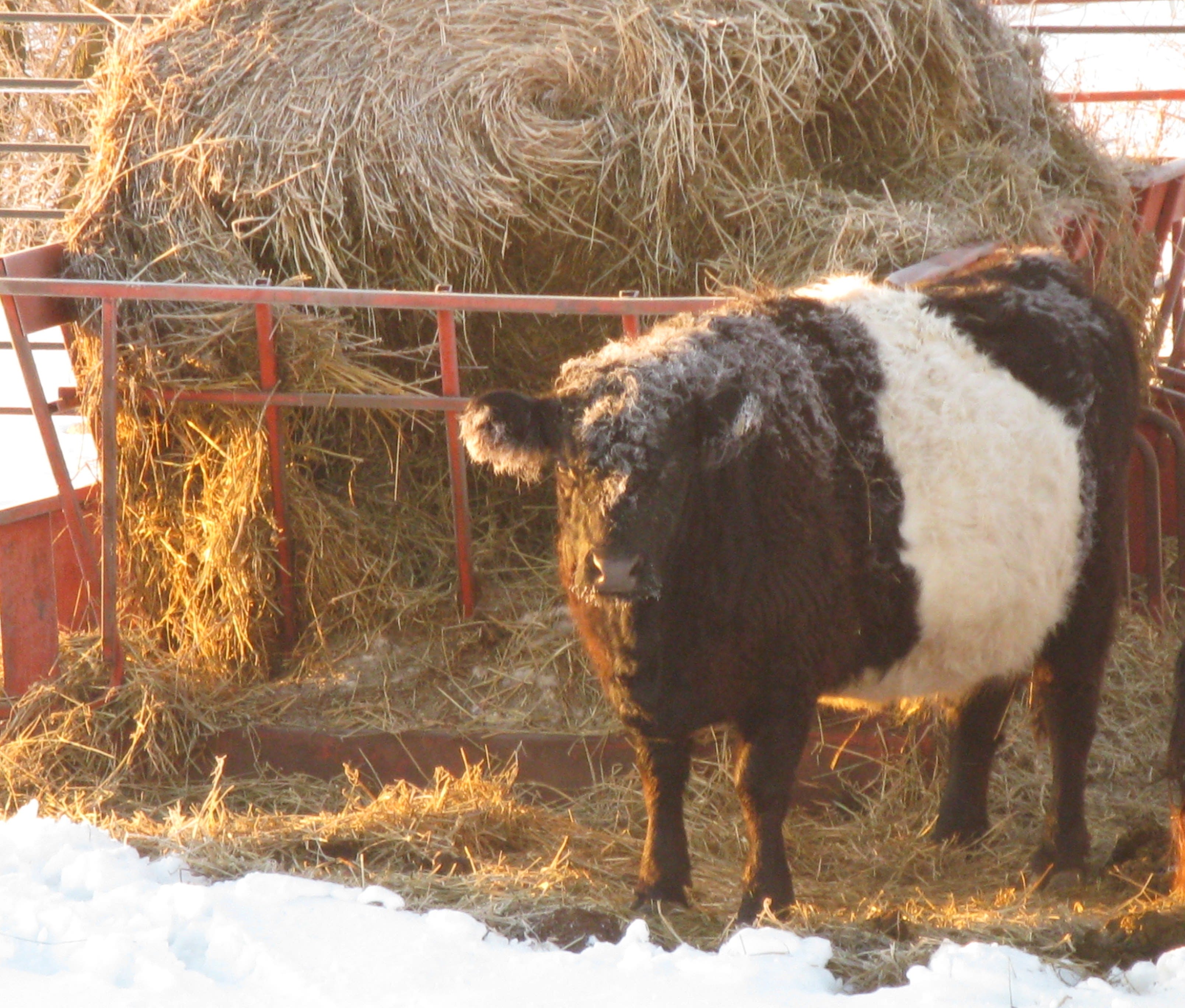 belted galloway