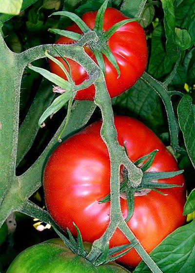 How to Grow Big Tomato Plants - Dengarden