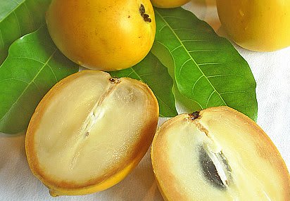 Tropical Taste of Hawaii: The Amazing Abiu Fruit - Dengarden