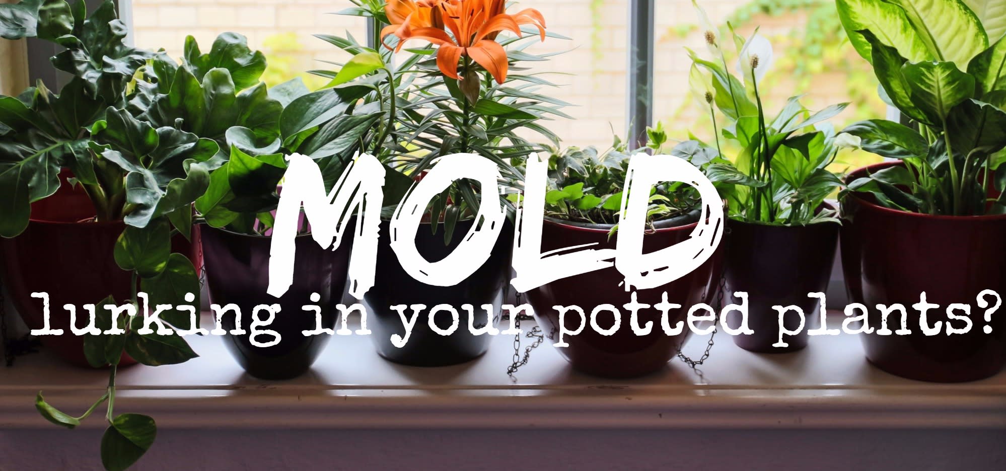 How to Get Rid of White, Fuzzy, Moldy Potting Soil - Dengarden