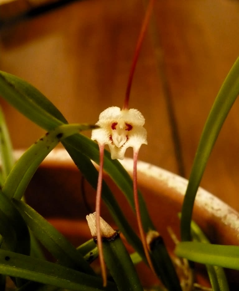 Dracula Lotax Orchid Care Guide - Dengarden