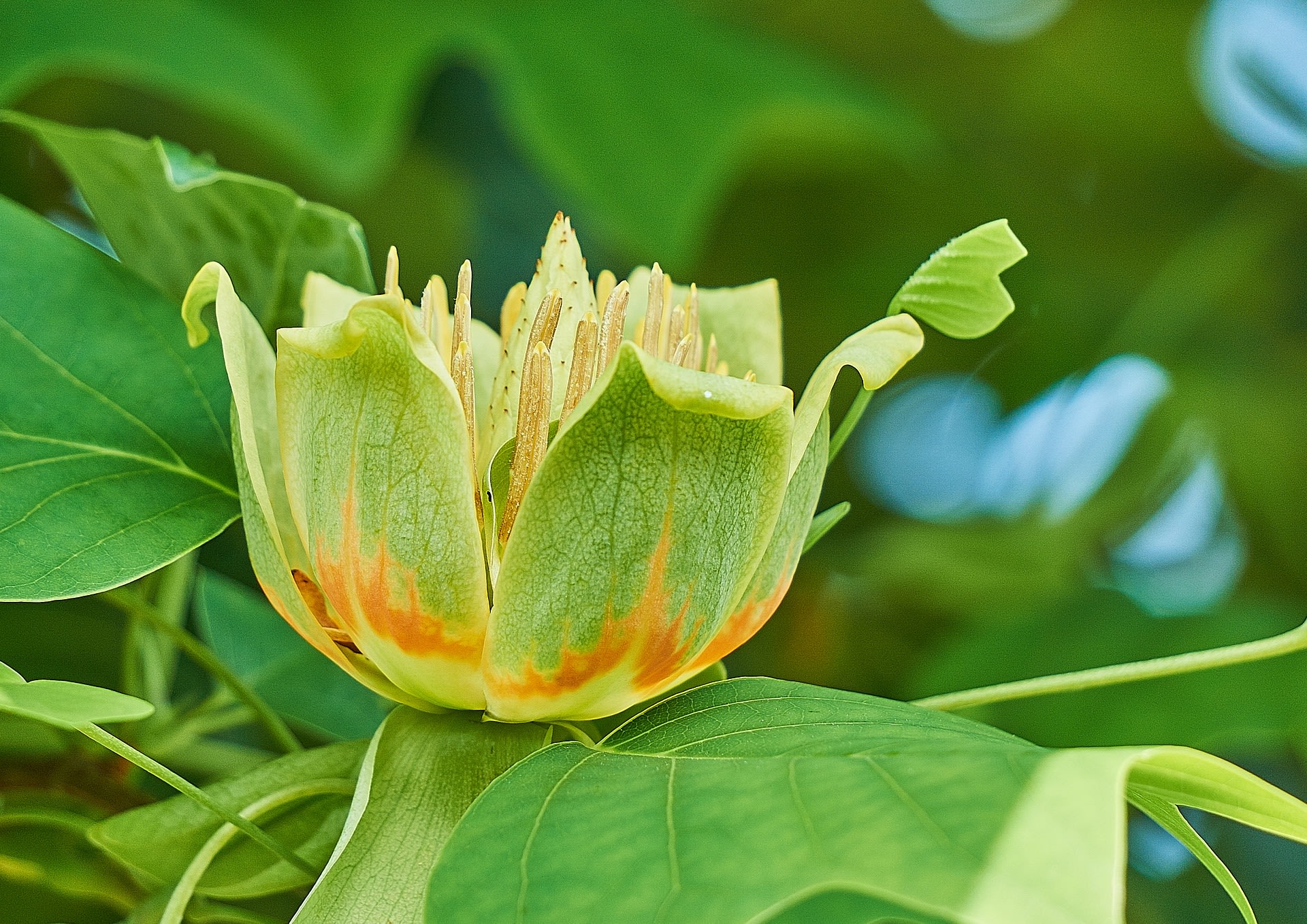 How to Care for Tulip Trees - Dengarden