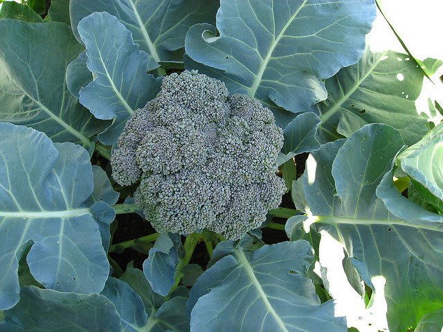 How to Grow Broccoli in Containers - Dengarden
