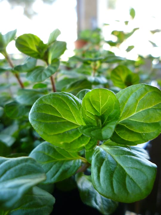 How to Care for Mint Plants - Dengarden