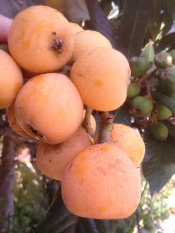 What Are the Health Benefits of Eating Loquat Fruits? - Dengarden