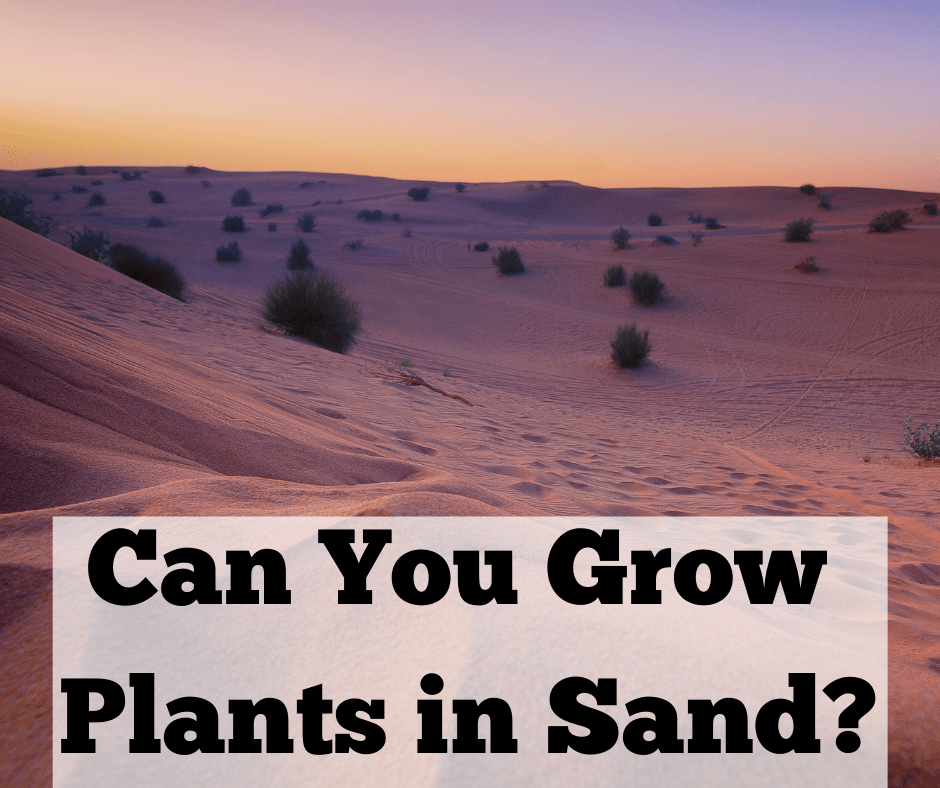 Can Plants Grow in Sand? - Dengarden