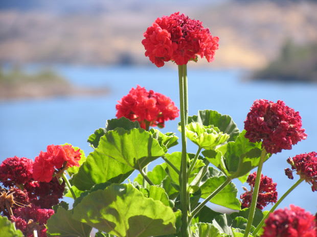 How to Grow a Geranium Plant From a Cutting - Dengarden