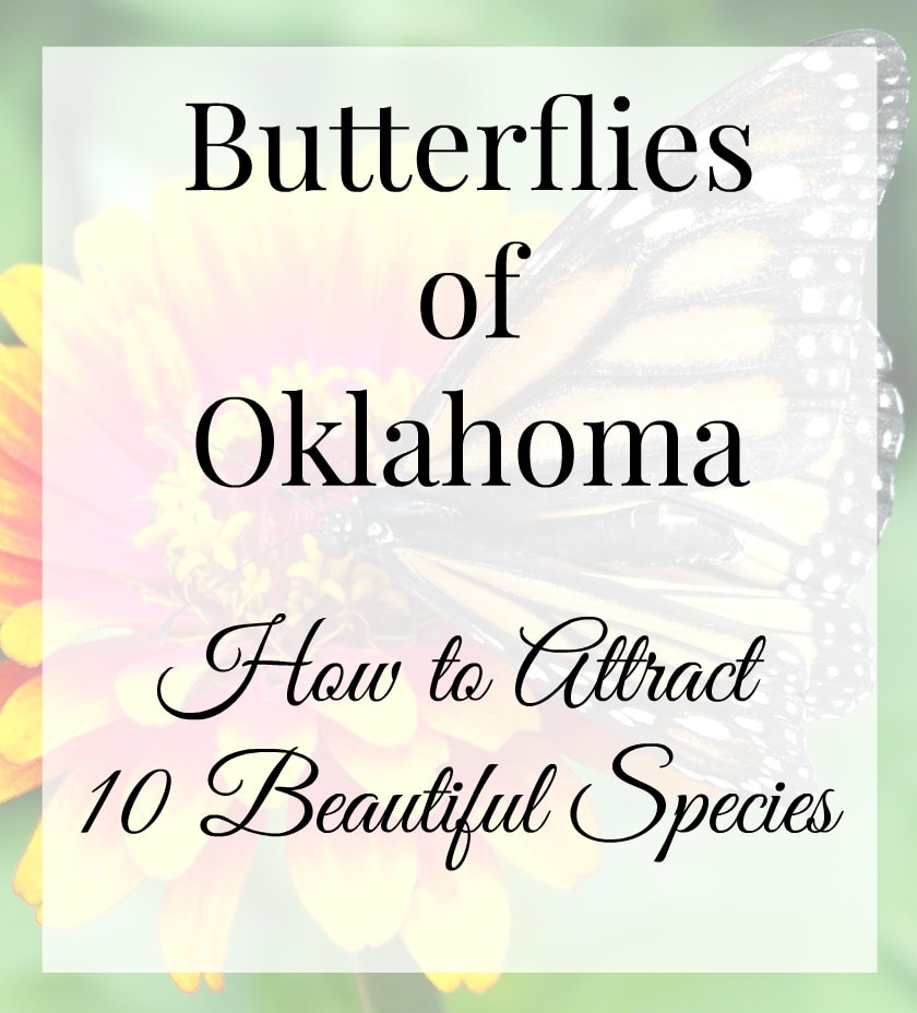 Ten Beautiful Oklahoma Butterfly Species and How to Attract Them ...
