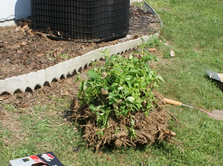 How to Remove a Shrub or Bush From Your Yard - Dengarden