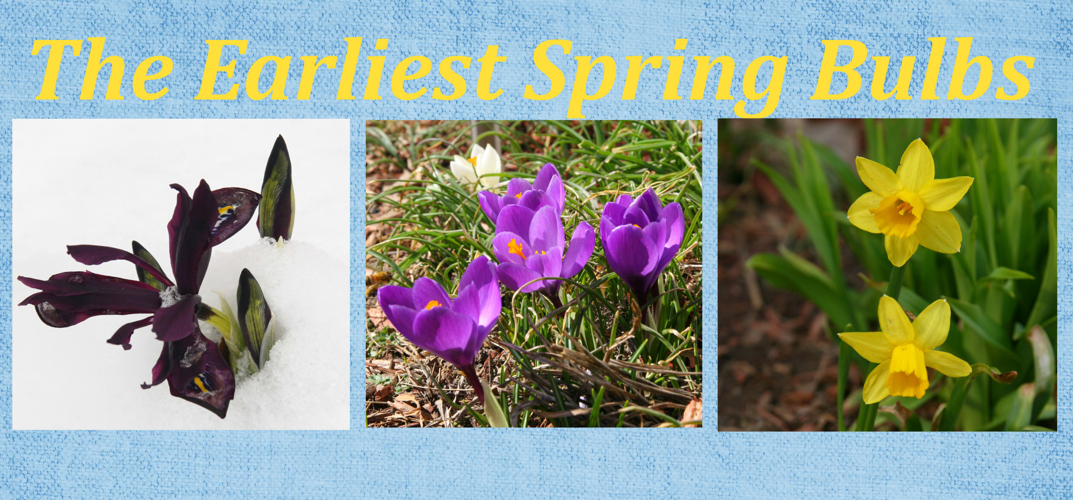 What Are the Earliest Blooming Spring Bulbs? - Dengarden