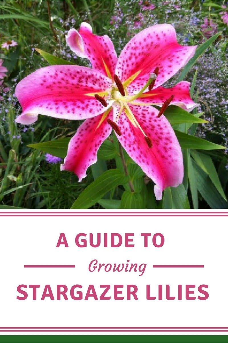 A Guide to Growing Spectacular Stargazer Lilies - Dengarden