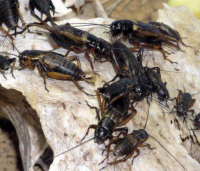 Pest Control - Dengarden