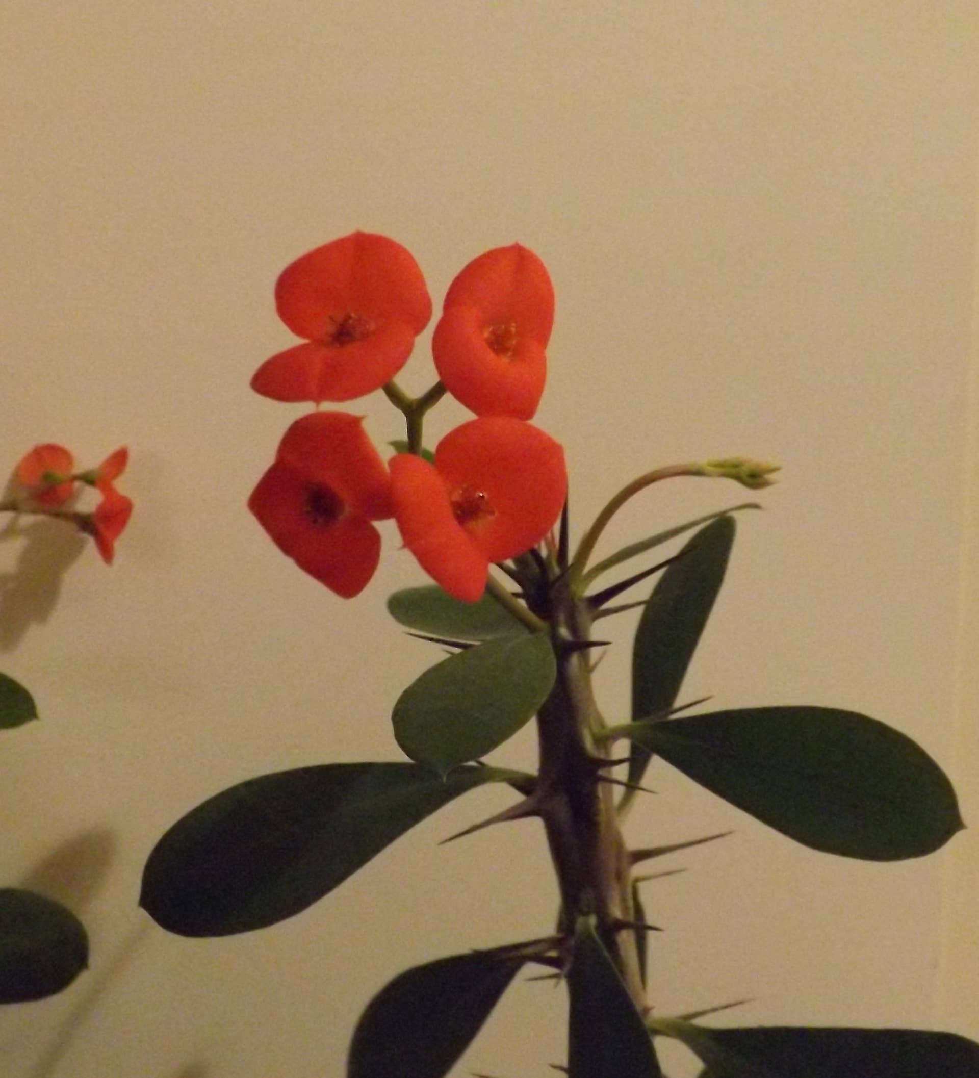 Crown of Thorns: An Interesting Houseplant - Dengarden