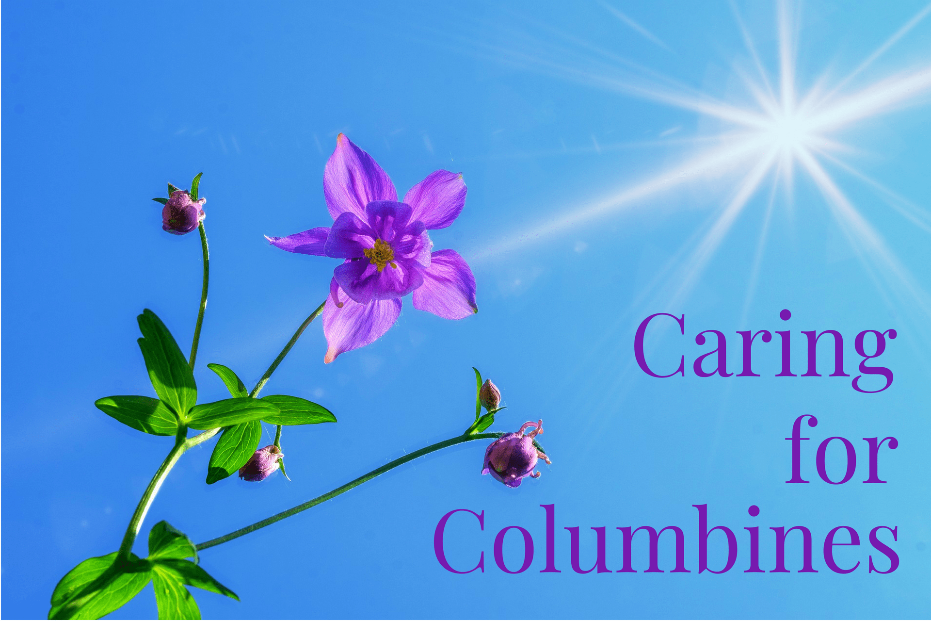 How to Grow and Care for Columbine Flowers - Dengarden