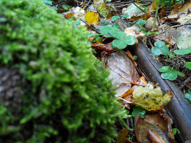 How to Grow Shamrocks for St. Patrick's Day - Dengarden