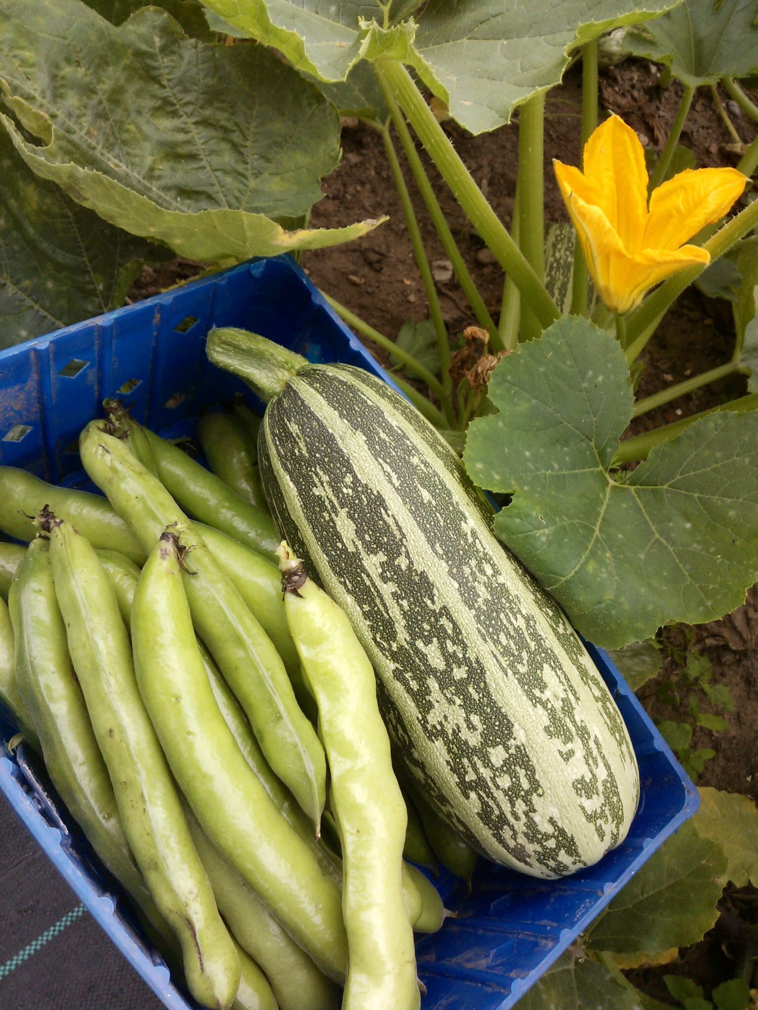 How to Build Raised Beds and Keep a Weed-Free, Low-Maintenance ...