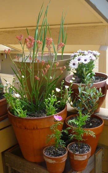 The Basics of Kangaroo Paw Plant Care - Dengarden