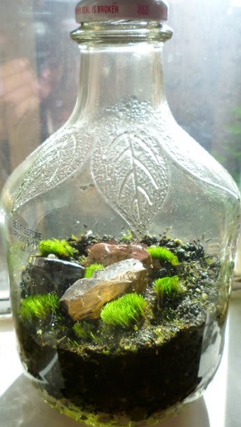 How to Make a Terrarium in a Jar - Dengarden