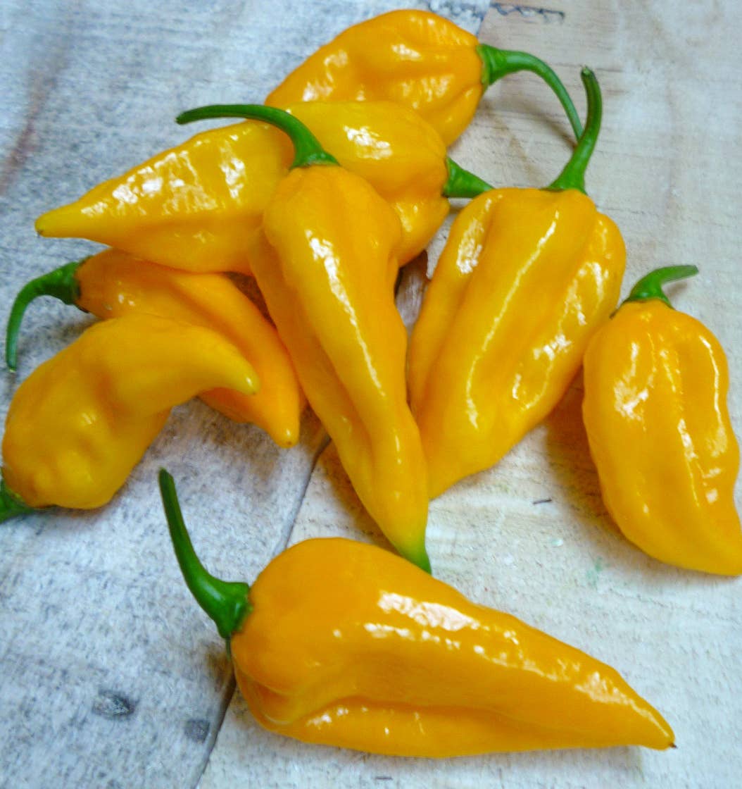 Grow Fatalii Peppers - Dengarden