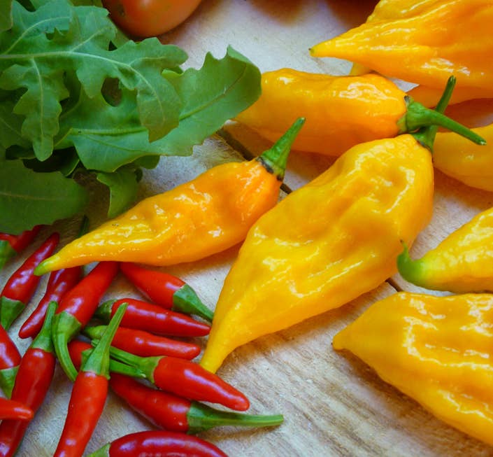 Grow Fatalii Peppers - Dengarden