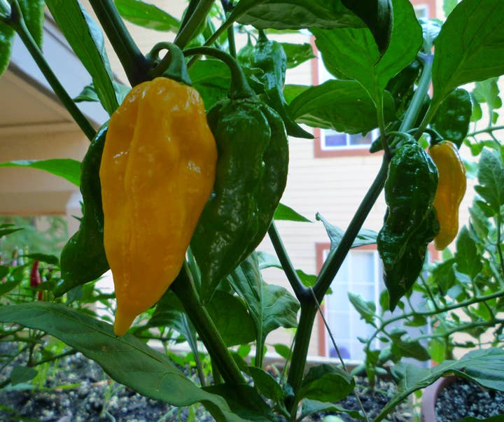 Grow Fatalii Peppers - Dengarden