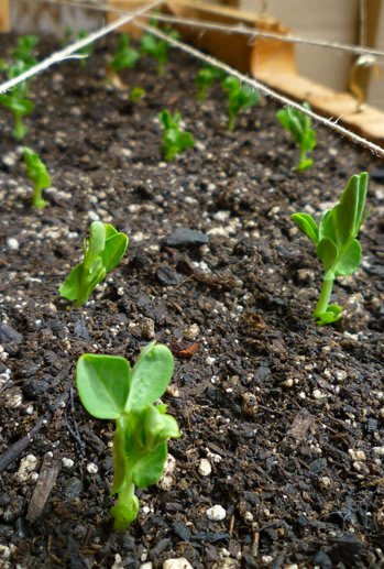 Growing Peas in Containers - Dengarden