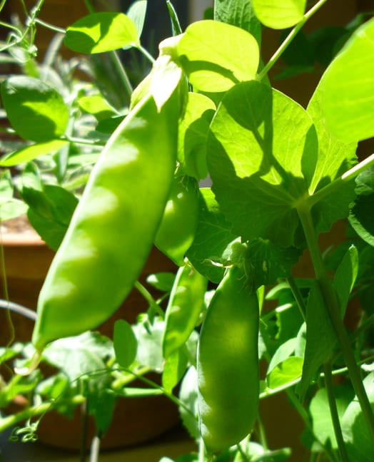Growing Peas in Containers - Dengarden