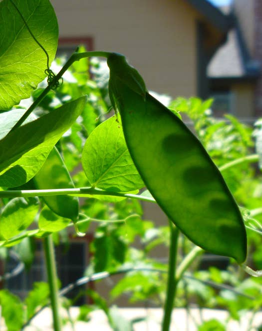 Growing Peas in Containers - Dengarden