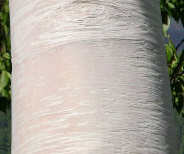 Types of Trees With White Bark - Dengarden