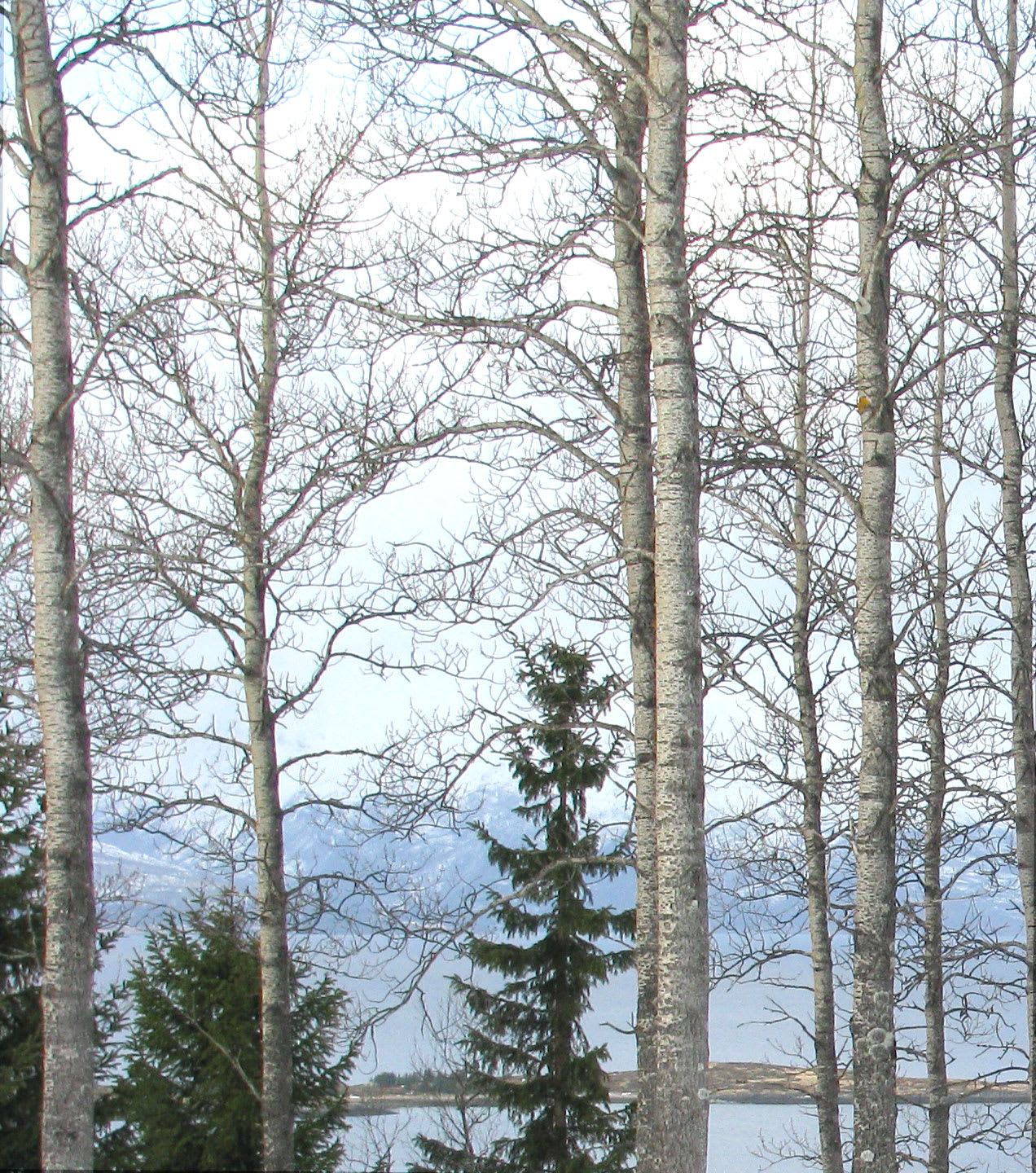 Types of Trees With White Bark - Dengarden