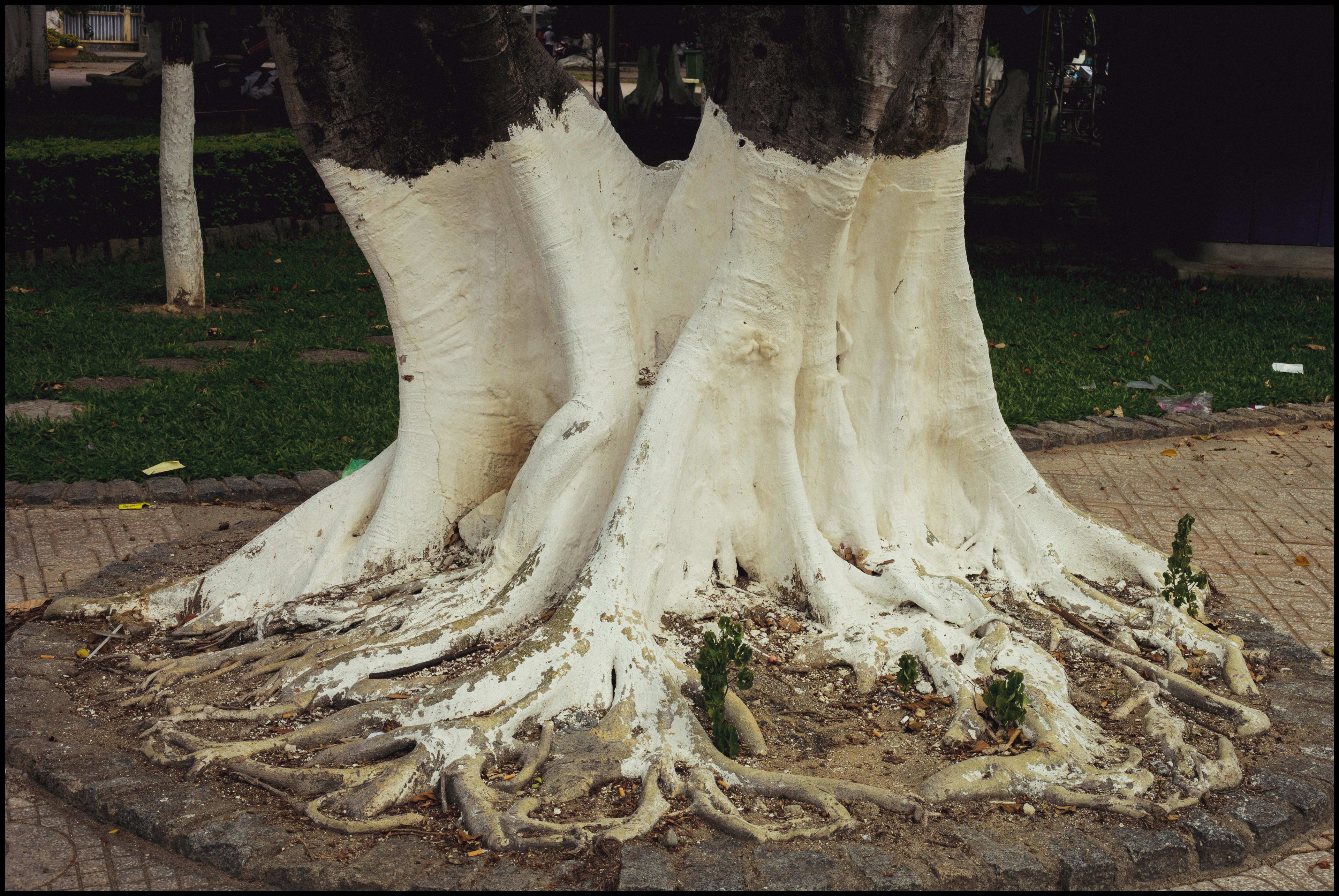 Types of Trees With White Bark - Dengarden