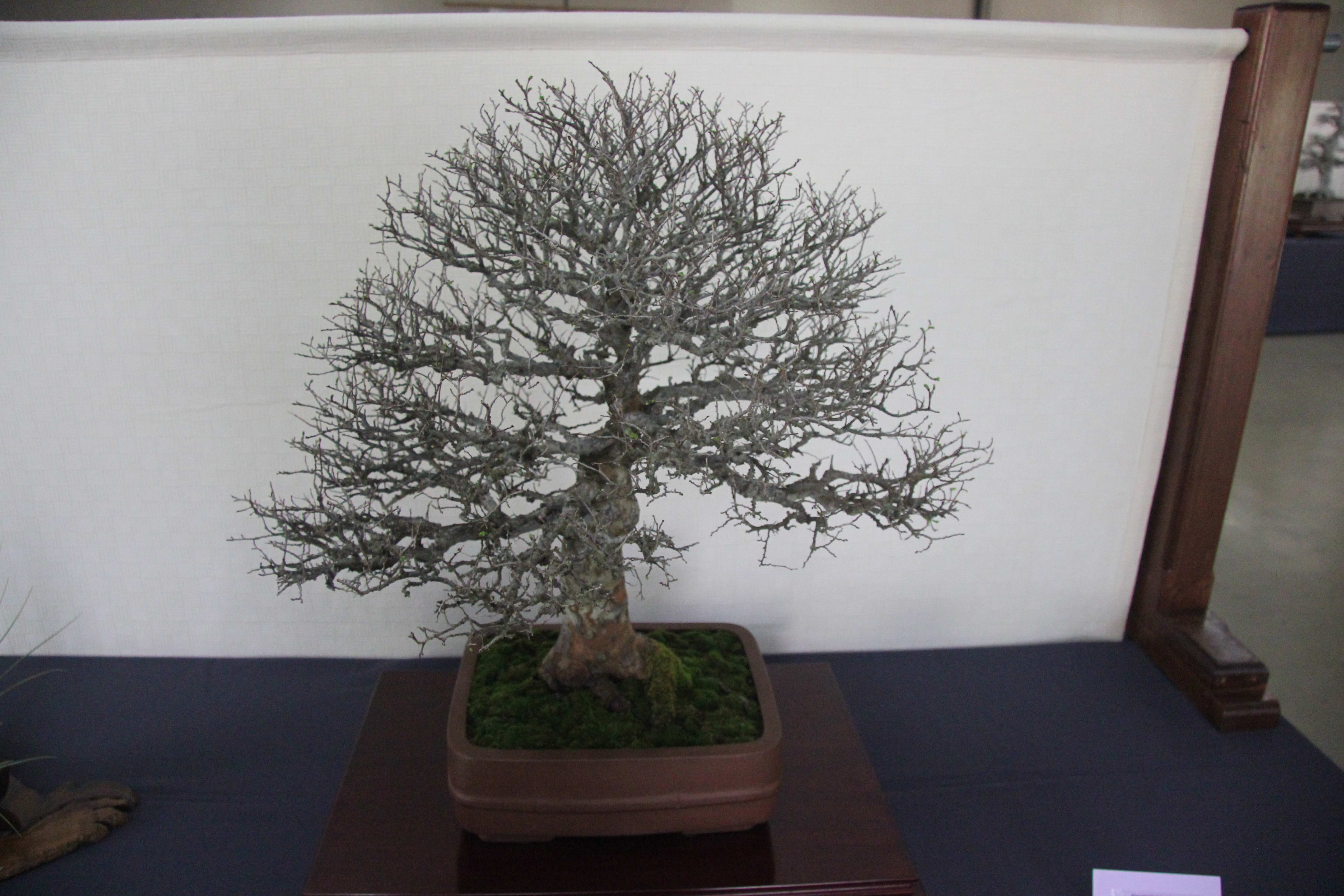 Five Species That Make Great Indoor Bonsai - Dengarden
