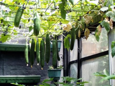 Everything You Need to Know About Growing Cucumbers - Dengarden