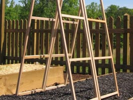 Everything You Need to Know About Growing Cucumbers - Dengarden