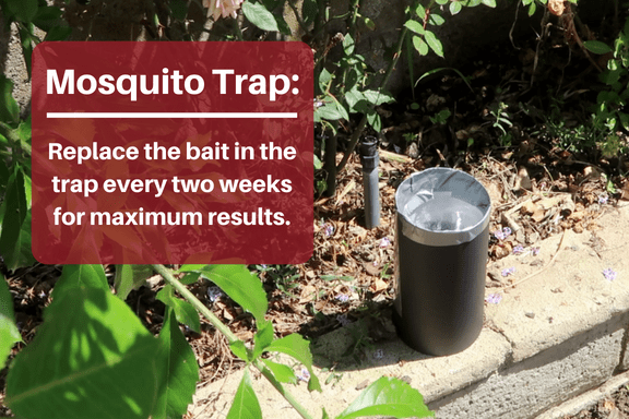 How to Make a Homemade Mosquito Trap - Dengarden