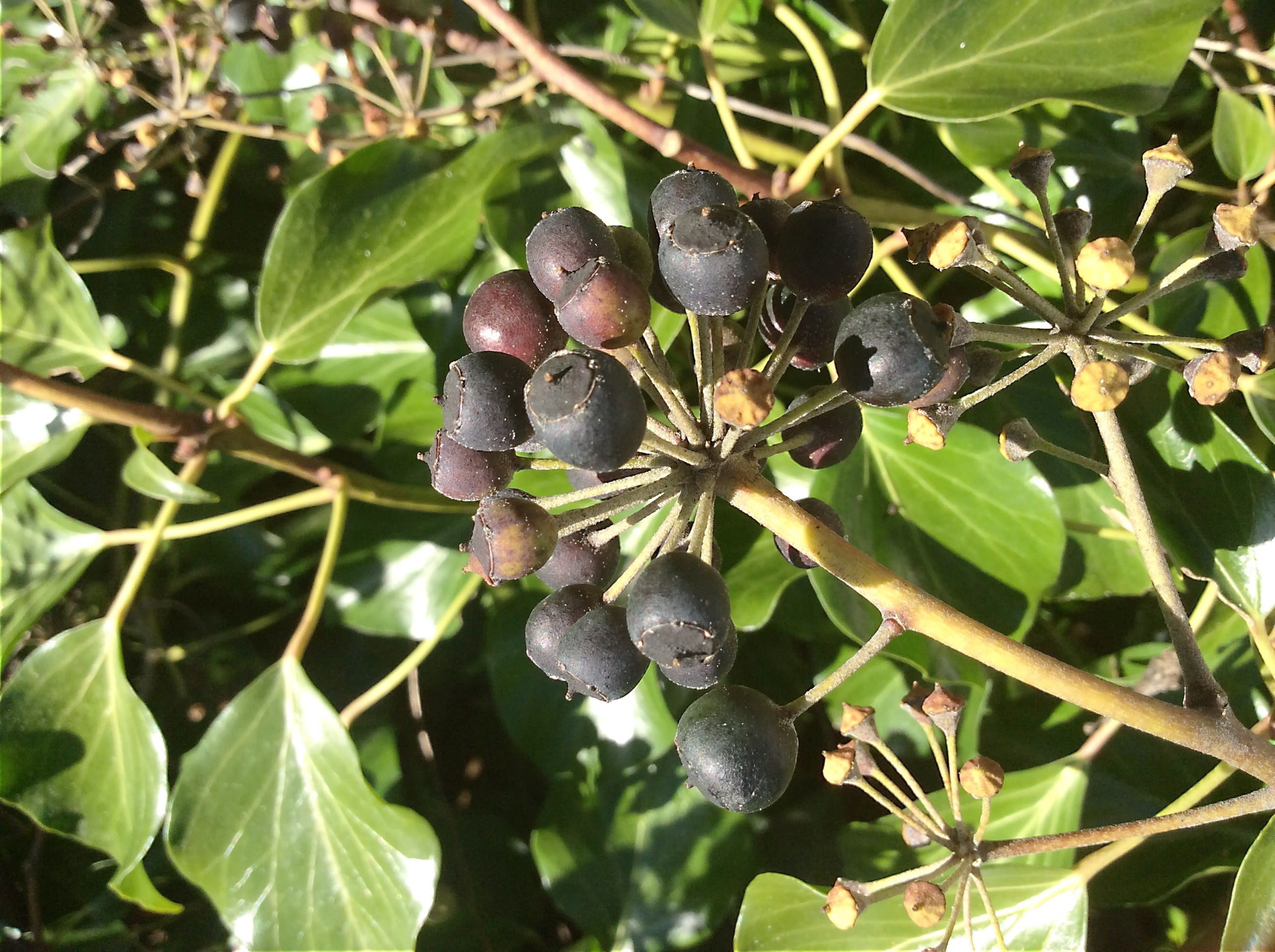 English Ivy Facts, Uses, and Problems - Dengarden