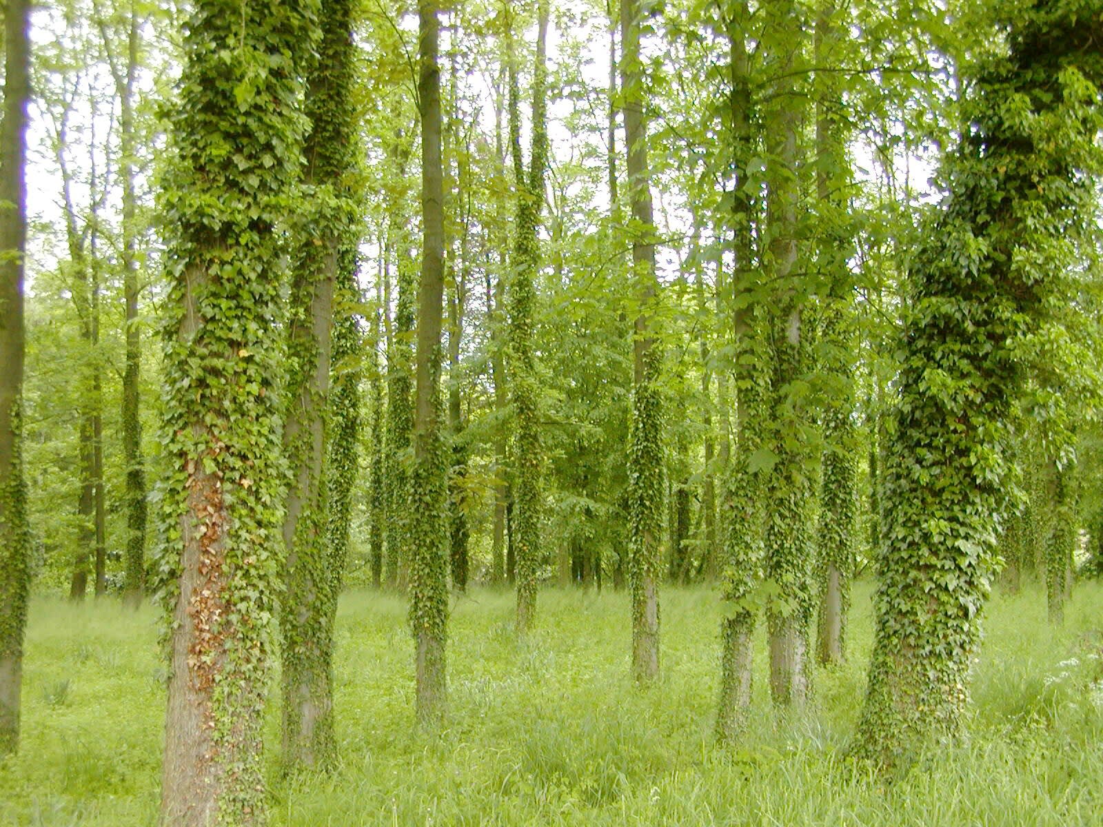 English Ivy Facts, Uses, and Problems - Dengarden