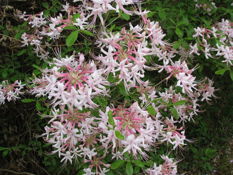 Native Azaleas of Louisiana - Dengarden