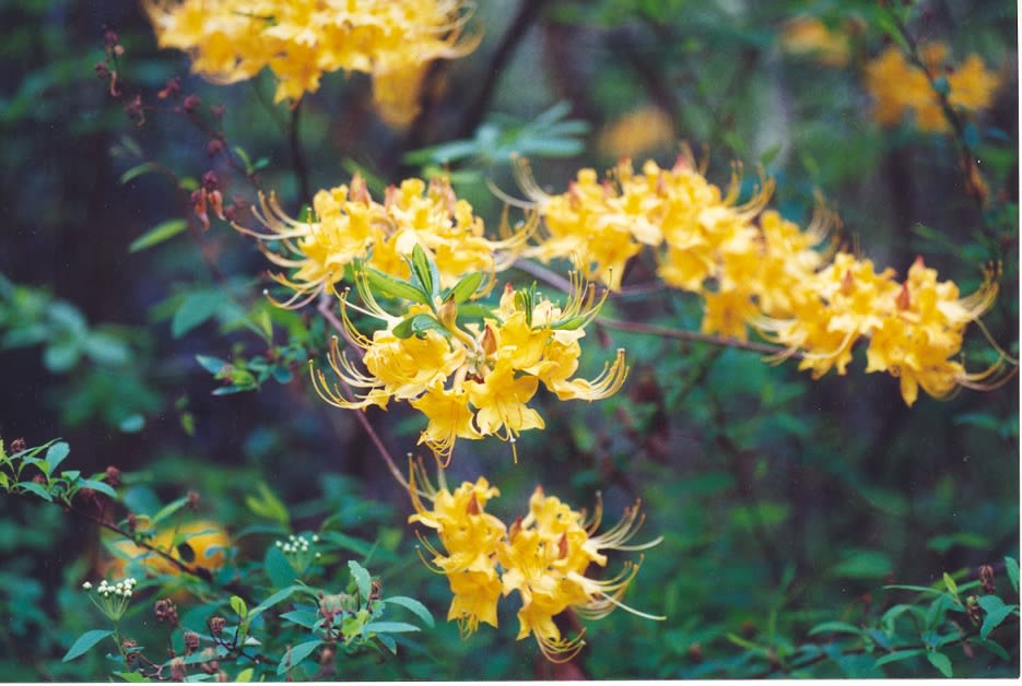 Native Azaleas of Louisiana - Dengarden