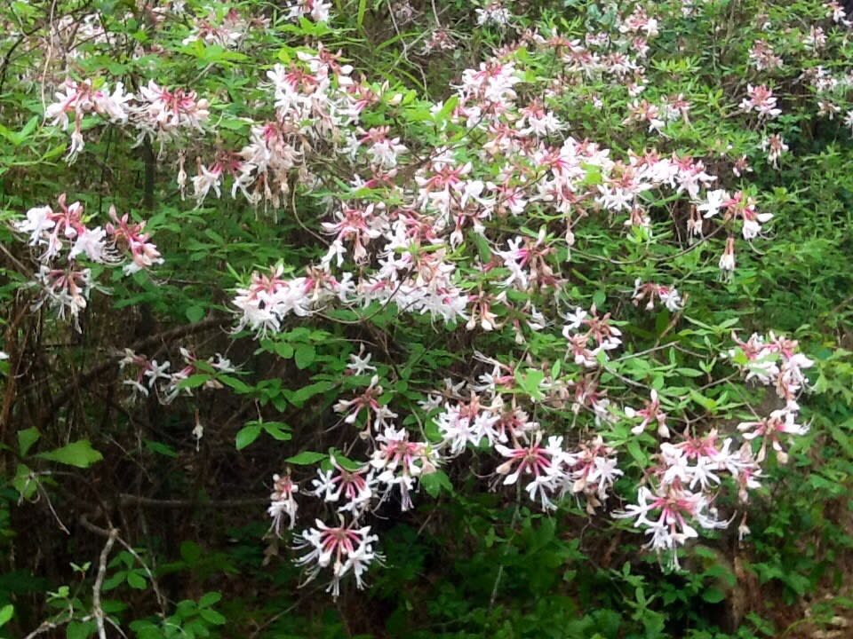 Native Azaleas of Louisiana - Dengarden