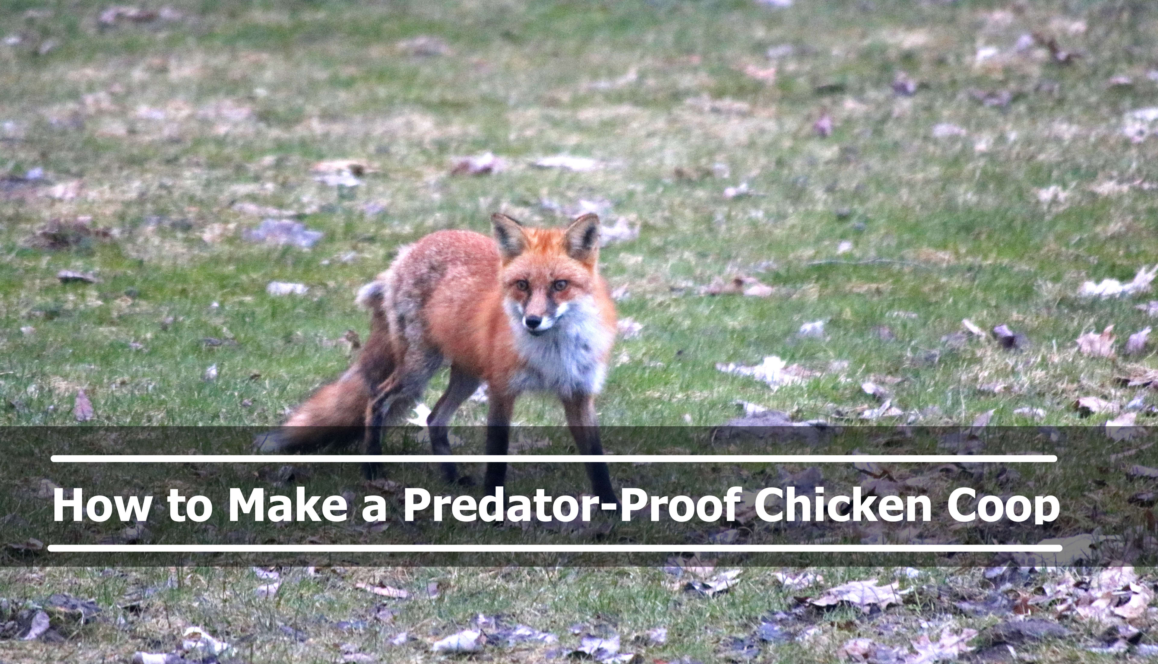 How to Make Your Chicken Coop Predator-Proof - Dengarden