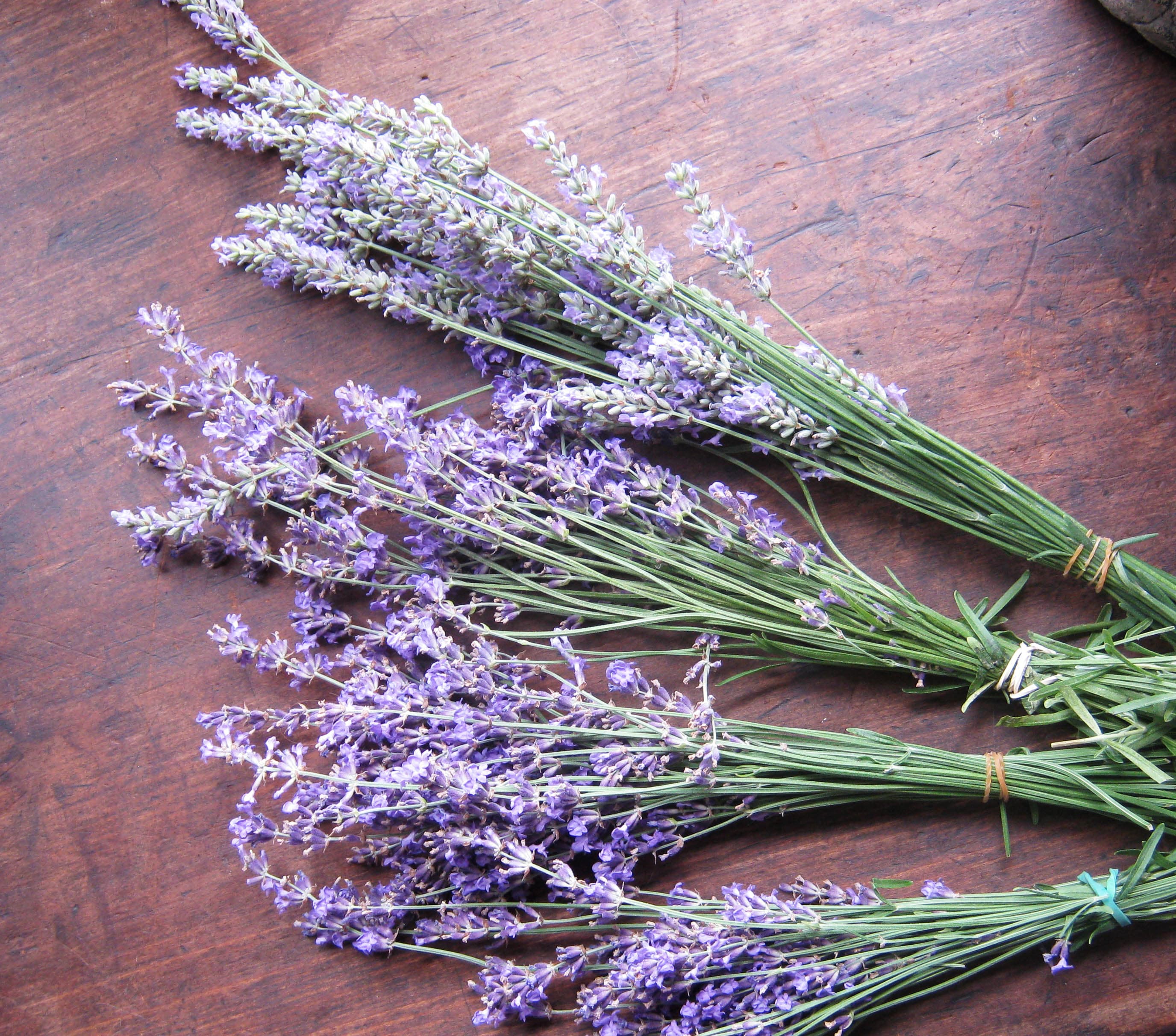 Grow Lavender in Acid or Clay Soil - Dengarden