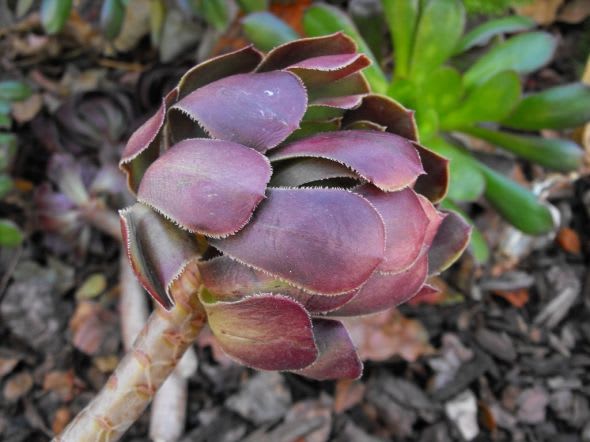 The Aeonium Flower: A Succulent for the Mediterranean Garden - Dengarden