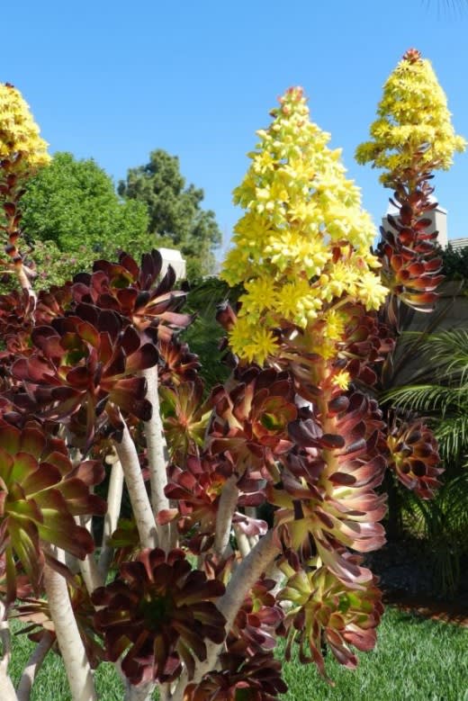 The Aeonium Flower: A Succulent for the Mediterranean Garden - Dengarden