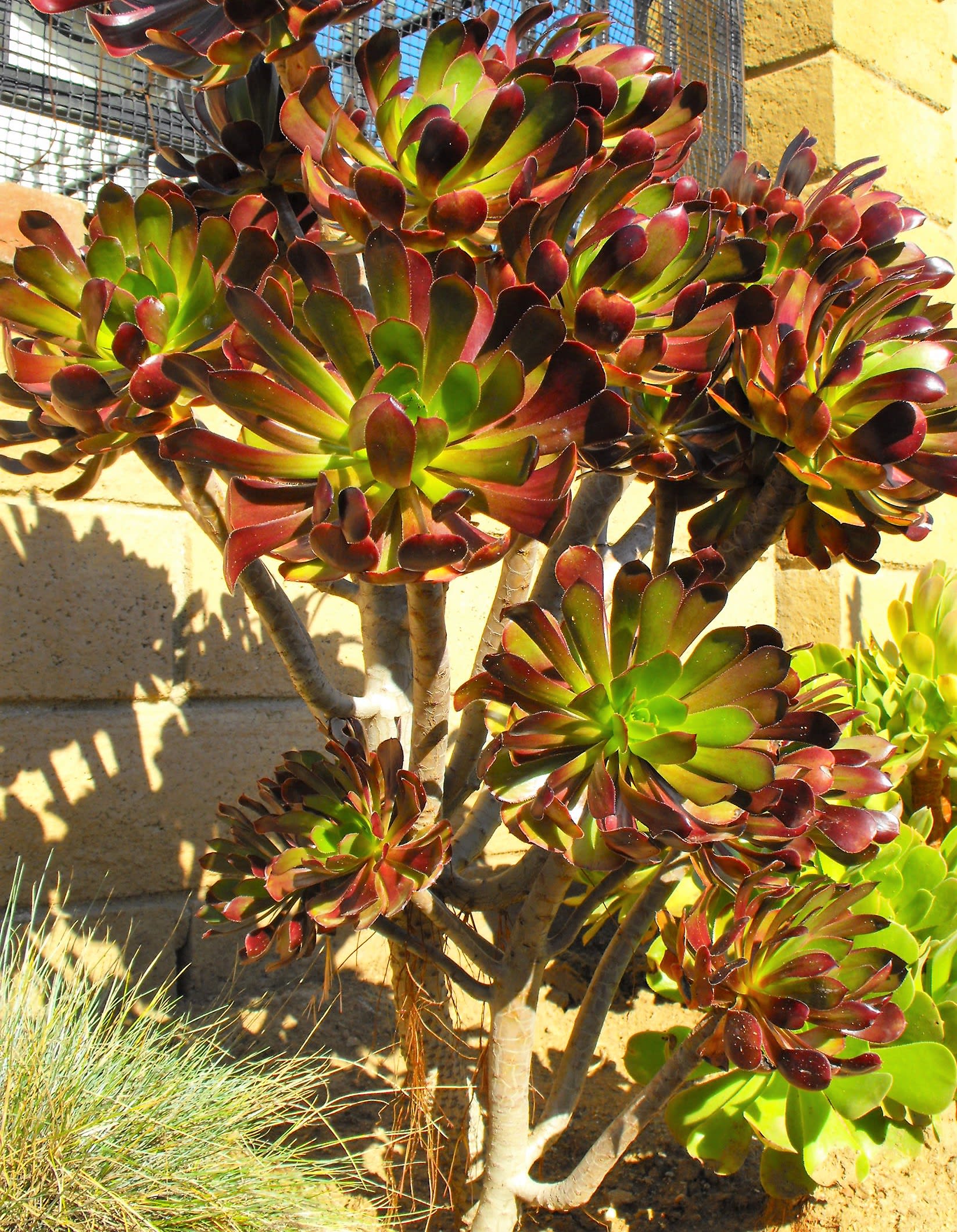 The Aeonium Flower: A Succulent for the Mediterranean Garden - Dengarden