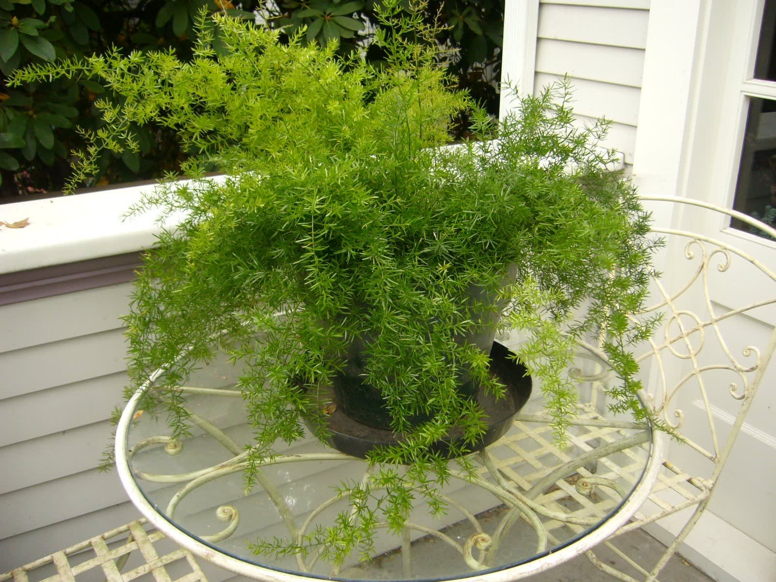 10 Reasons to Plant the Foxtail Fern (and How to Propagate) - Dengarden